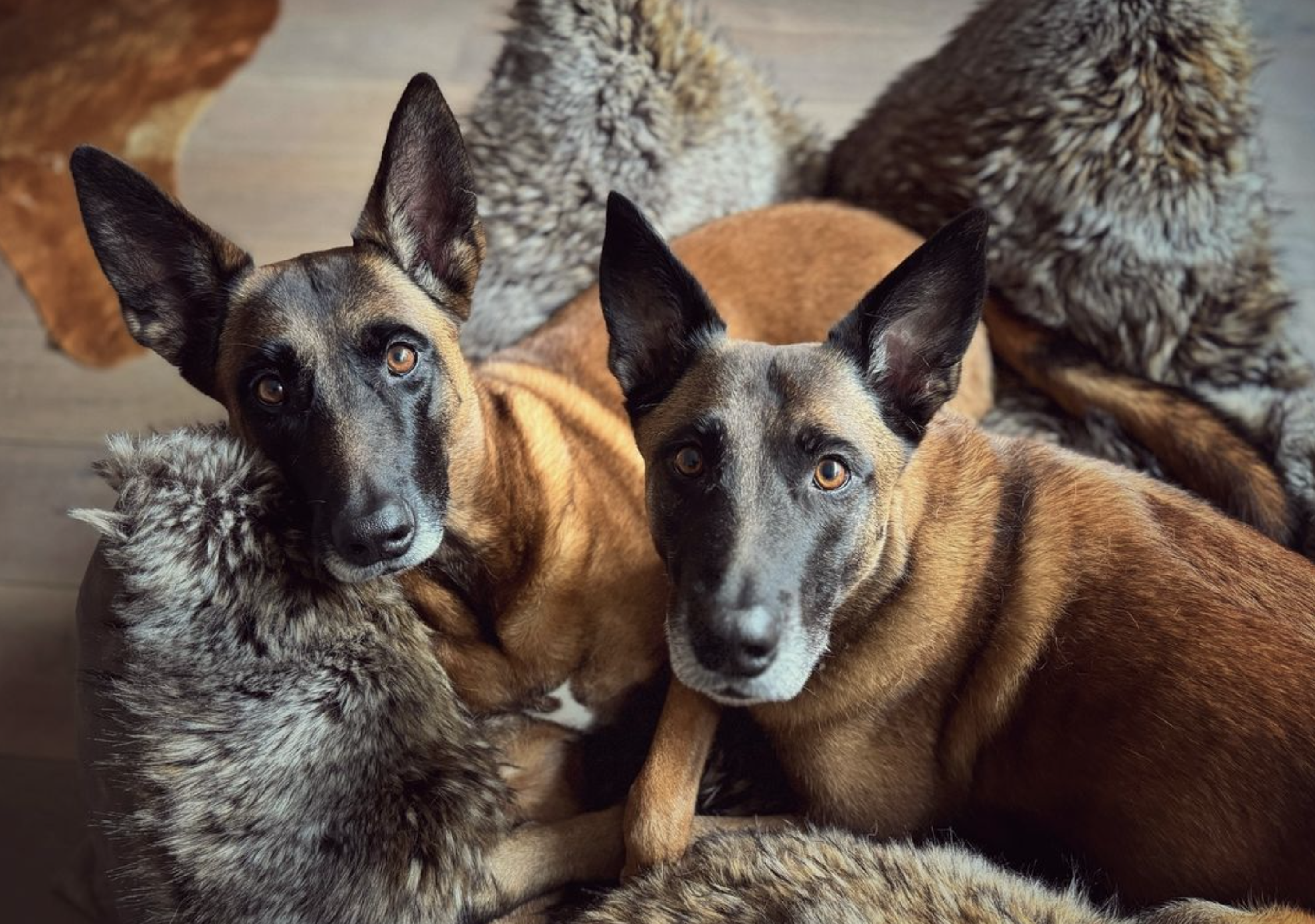 Een wereld van verschil met DARF KVV